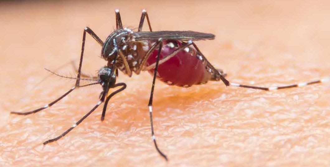 How to Treat Bug Bites | YourCareEverywhere